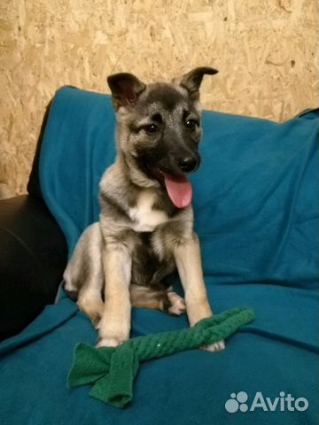 Девочка привитая в дар