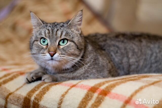 Шанель ищет дом