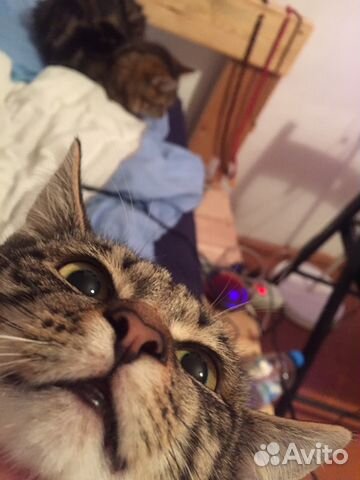 Милая кошечка