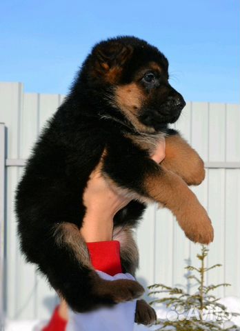 Щенки немецкой овчарки, 1,5 мес, питомник РКФ