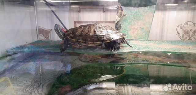 Отдам красноухую черепашку