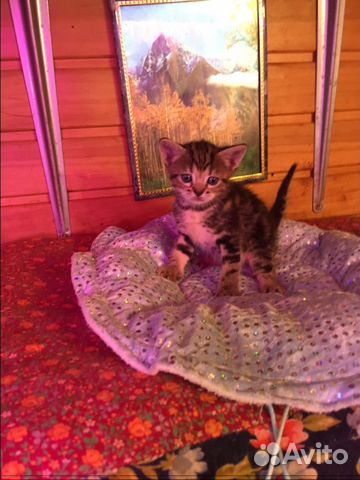 Котята породы оцикет