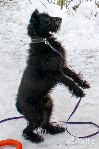 Молодой ризеншнауцер (метис) Багир в добрые руки