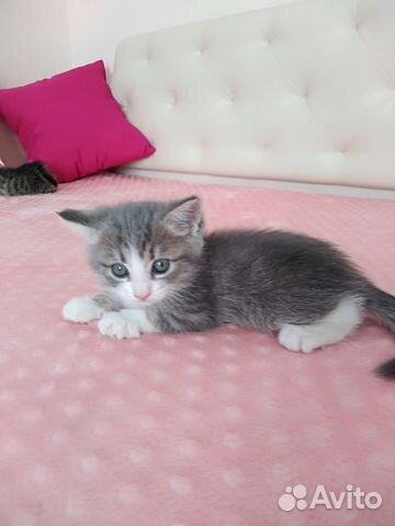 Очаровательный фенотипичный британец