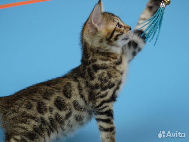 Бенгальские детки-конфетки