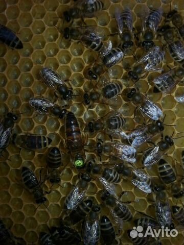 Плодные матки