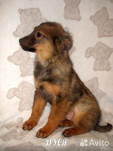 Щенки