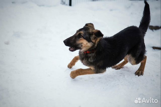 Щенулька красотулька