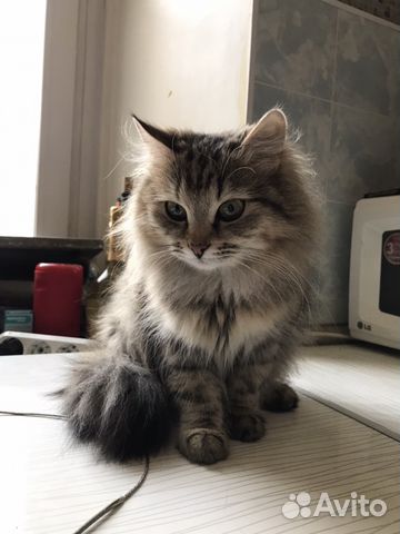 Отдам пушистого котёнка