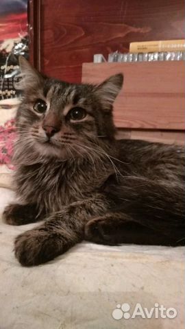 Котик Малыш с грустной судьбою