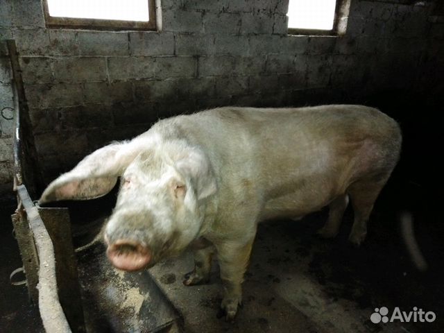 Хряк производитель