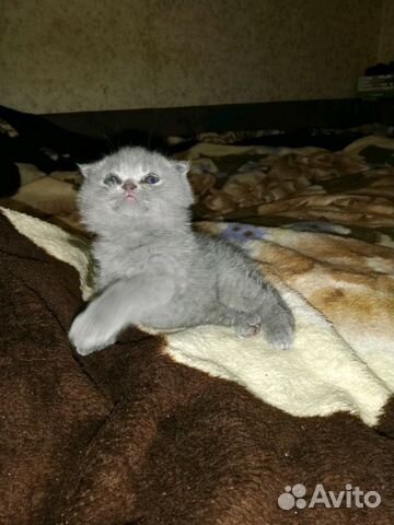 Шотландская девочка