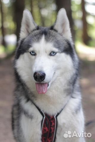 Ваш товар,наш купец(вязка)