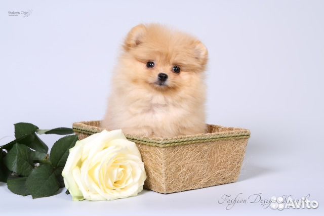 Шпиц щенки мальчики