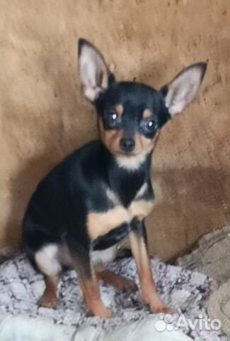 Черноподпалая тойка Альфа