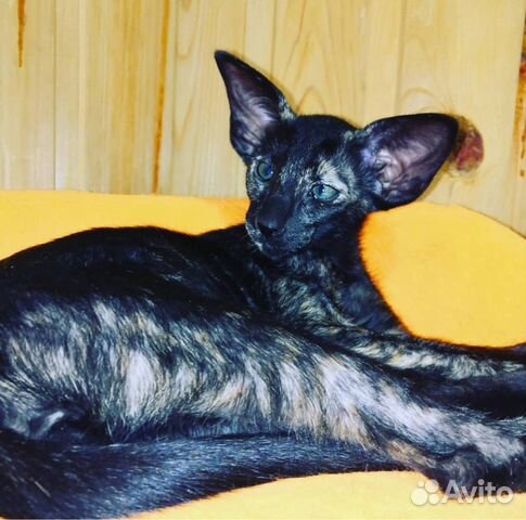 Экстремальные котята из питомника Goldorio