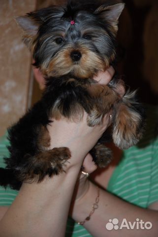 Мини девочка йоркширского терьера-Розочка