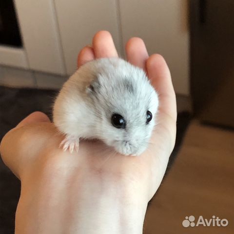 Джунгарский хомяк