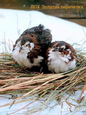 Смокинговые перепела