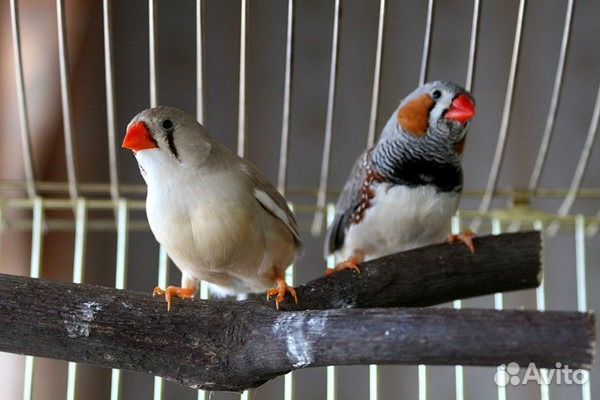 Парочка молодых амадинов