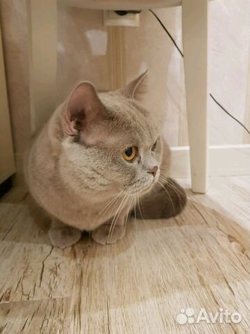 Британская