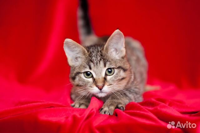 Котёнок Дарвин, 3 месяца