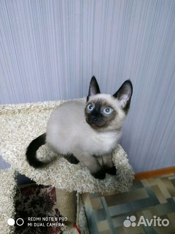 Продам тайского котёнка