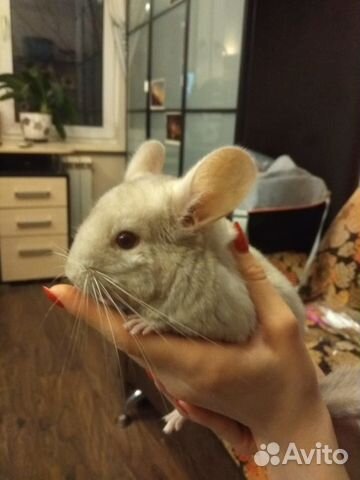 Шиншилёнок в хорошие руки