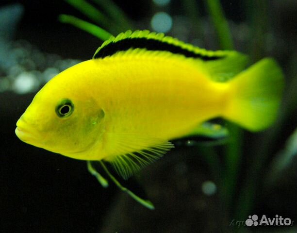 Лабидохромис еллоу, Аулонокара мультиколор