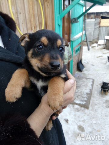 Щенок