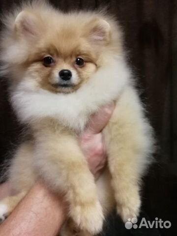 Настоящий померанец