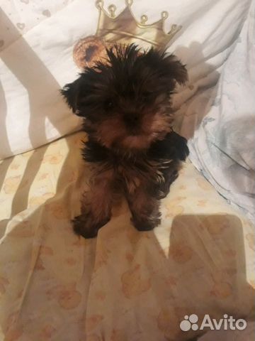 Йоркширский терьер