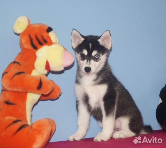 Помски мини хаски