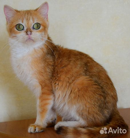 Тёплое, светлое золото. Котик золотая шиншилла
