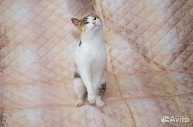 Бездомная кошечка