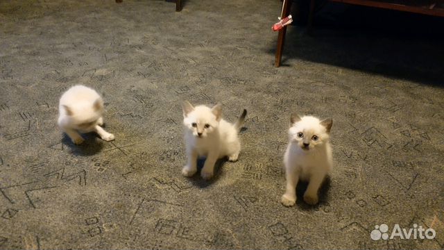 Котята сиамские