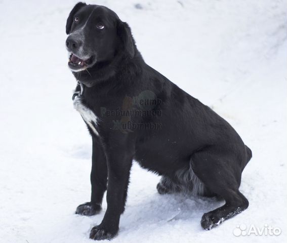 Некрупный кобель ищет хозяина