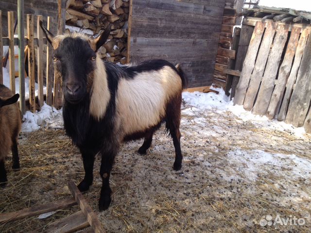 Чешский козел