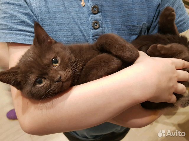 Шоколадные и лиловый поинт с документами