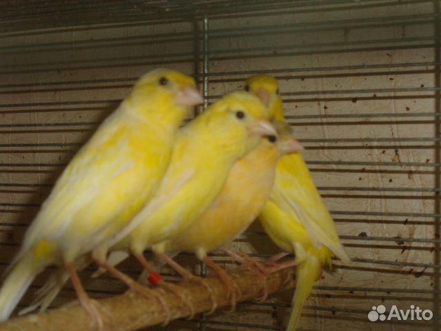 Канарейки самки