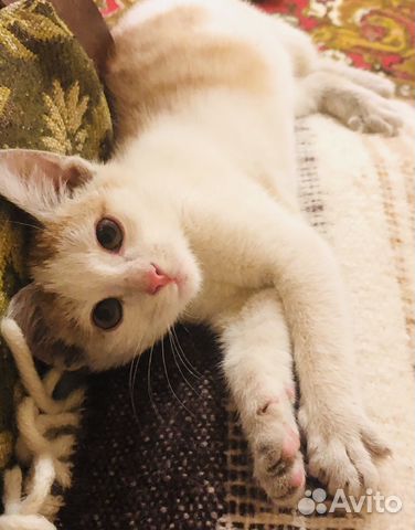 Котёнок Мурзик «ураган» неутомимый