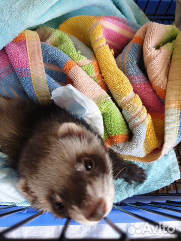 Хорь девочка