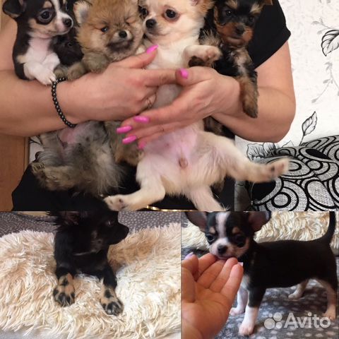 Детки разных пород и возрастов