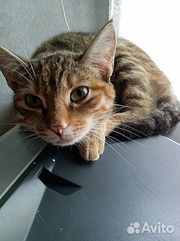 Кошечка