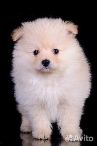 Кремовая девочка РКФ