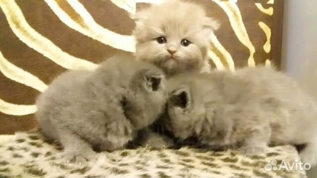 Плюшевые котята