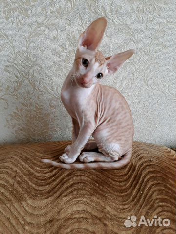 Корниш-рекс котята