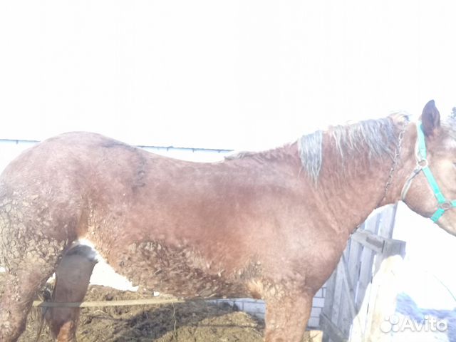 Продаю жеребец тяжеловоз