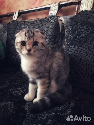 Шотландская кошечка