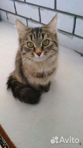 Нашлась в жёлтом ошейнике кошка